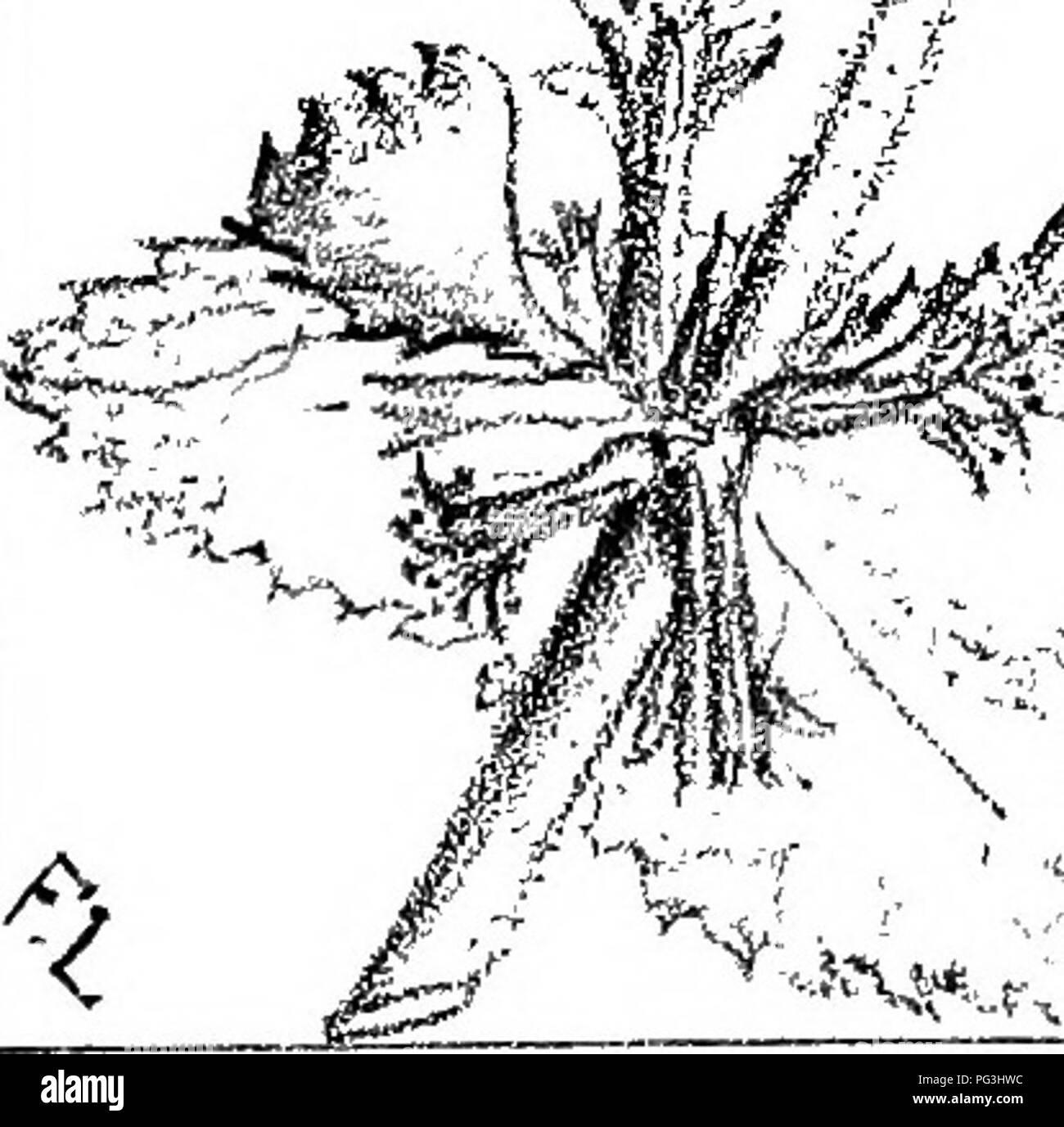 This work provides descriptions and figures of indigenous plants from ...