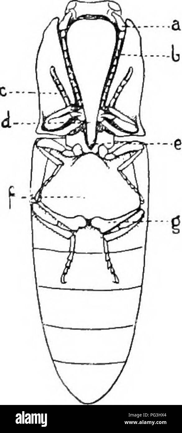 Elateridae Prosternal Spine