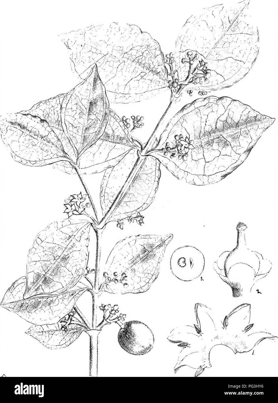 . Natal plants : Descriptions and figures of Natal indigenous plants ...