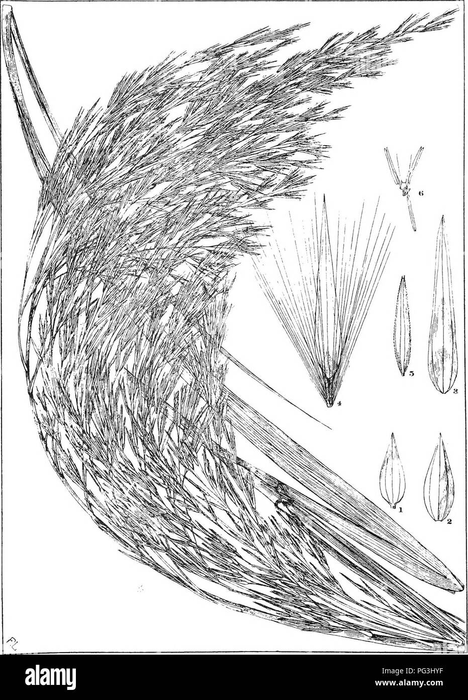 This botanical work features descriptions and illustrations of native ...