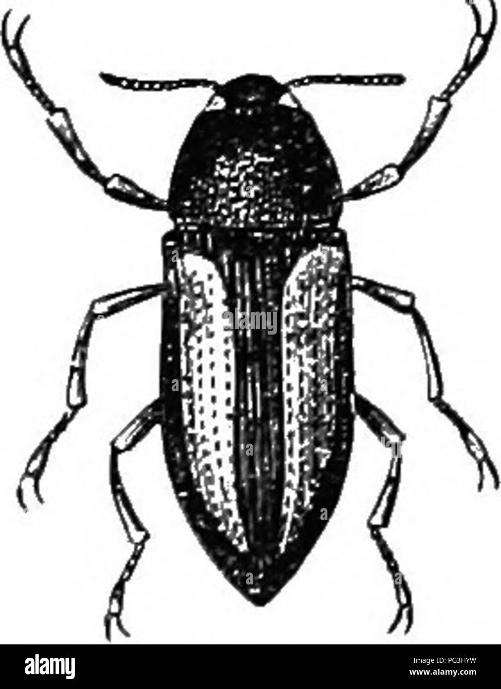 This illustrated catalogue provides descriptions of beetles found in ...