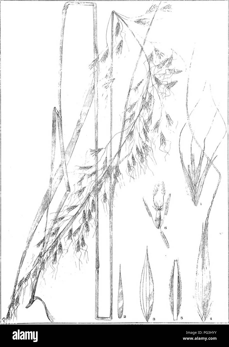 . Natal plants : Descriptions and figures of Natal indigenous plants ...