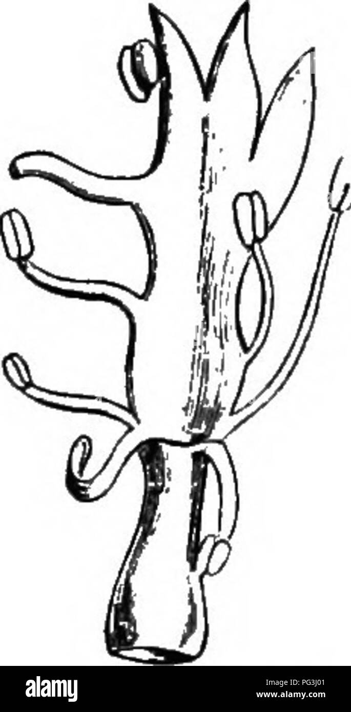 This study explores the evolution of floral structures and their ...
