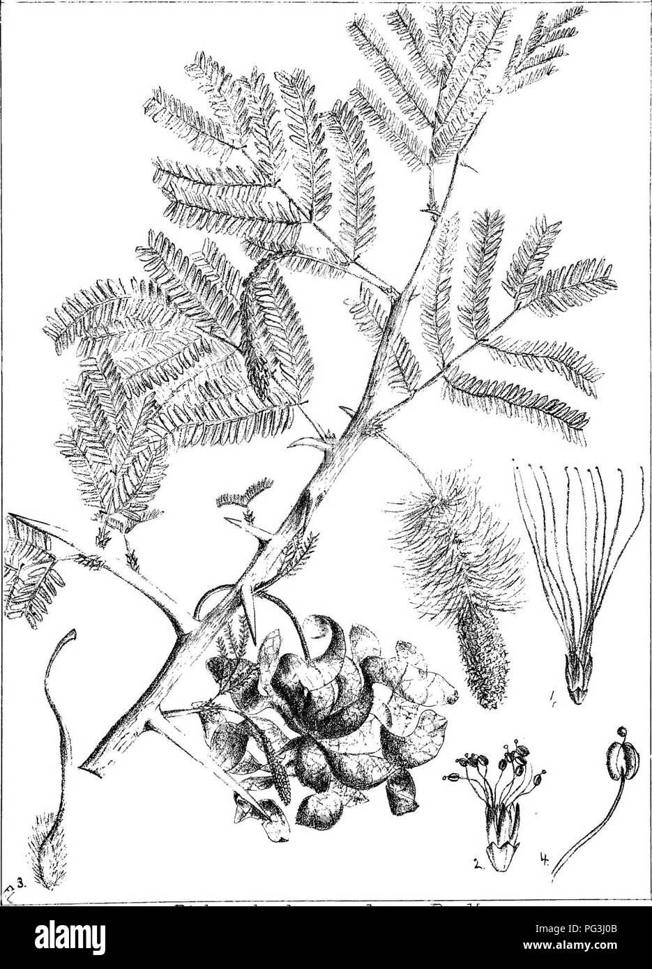 This work by John Medley Wood and Maurice S. Evans provides detailed ...