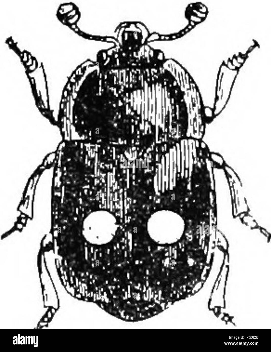 This illustrated catalogue details the beetle species of Indiana ...