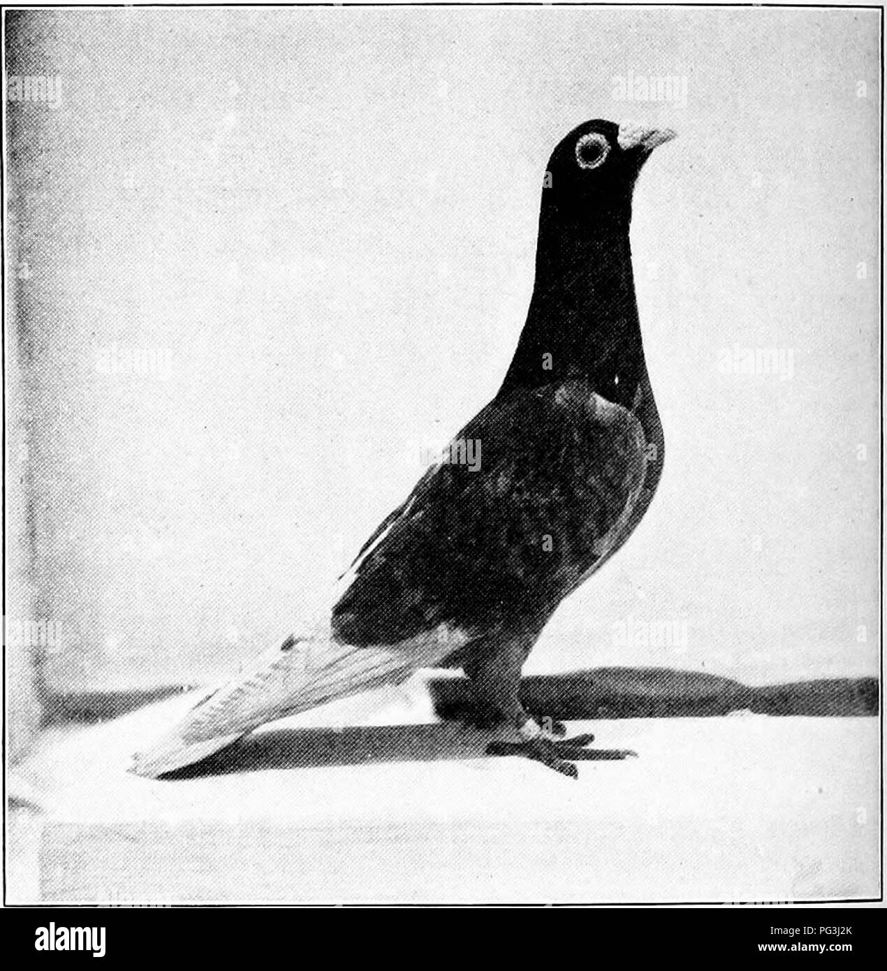 This guide to squab-breeding focuses on efficient techniques for ...