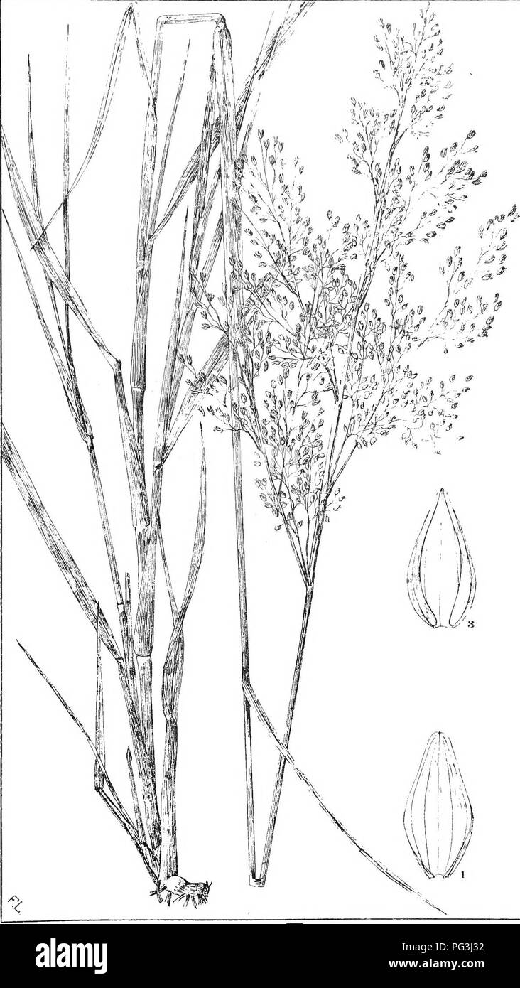 This work highlights indigenous plants of Natal, focusing on their ...