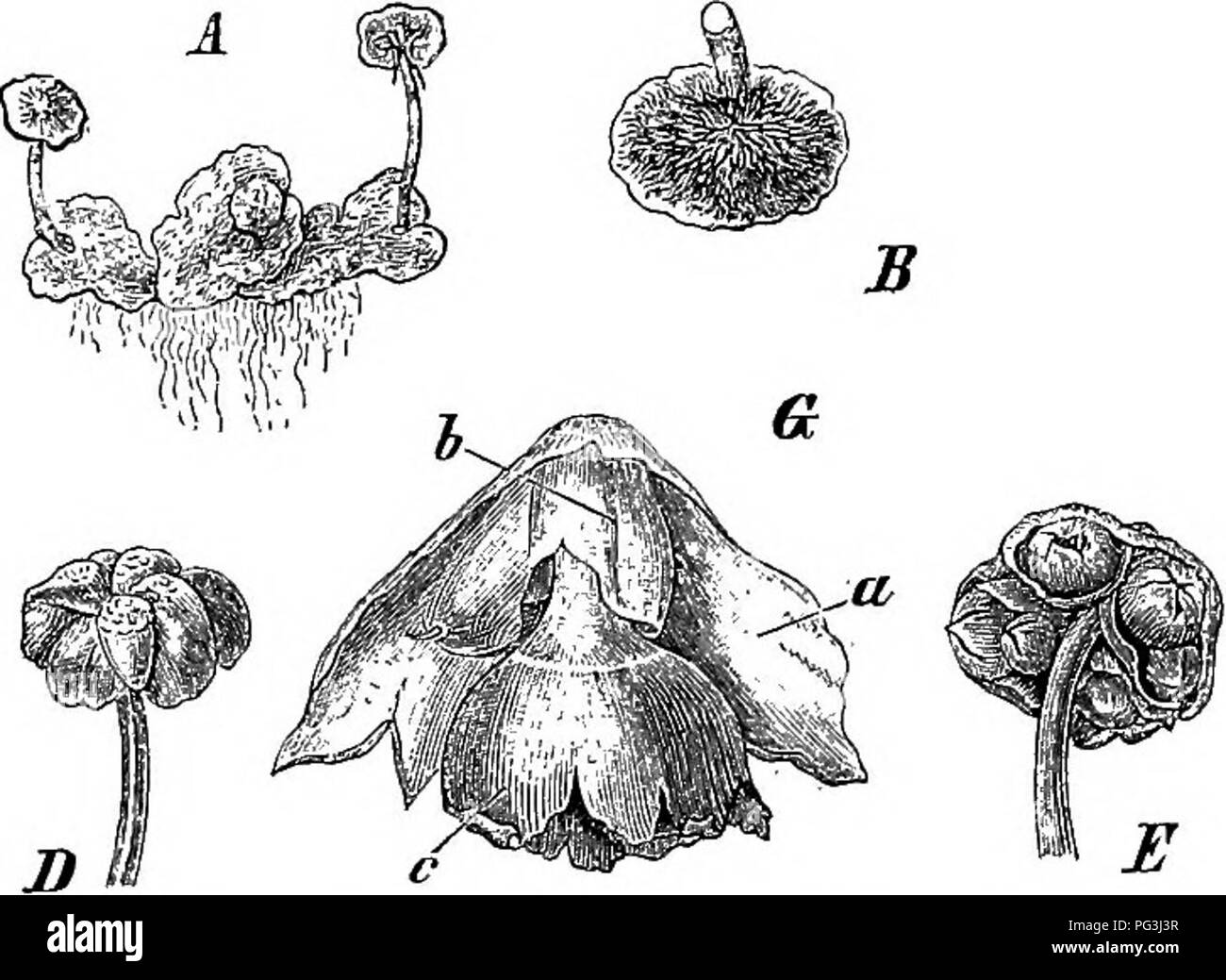 This illustrated guide provides an introduction to common mosses found ...