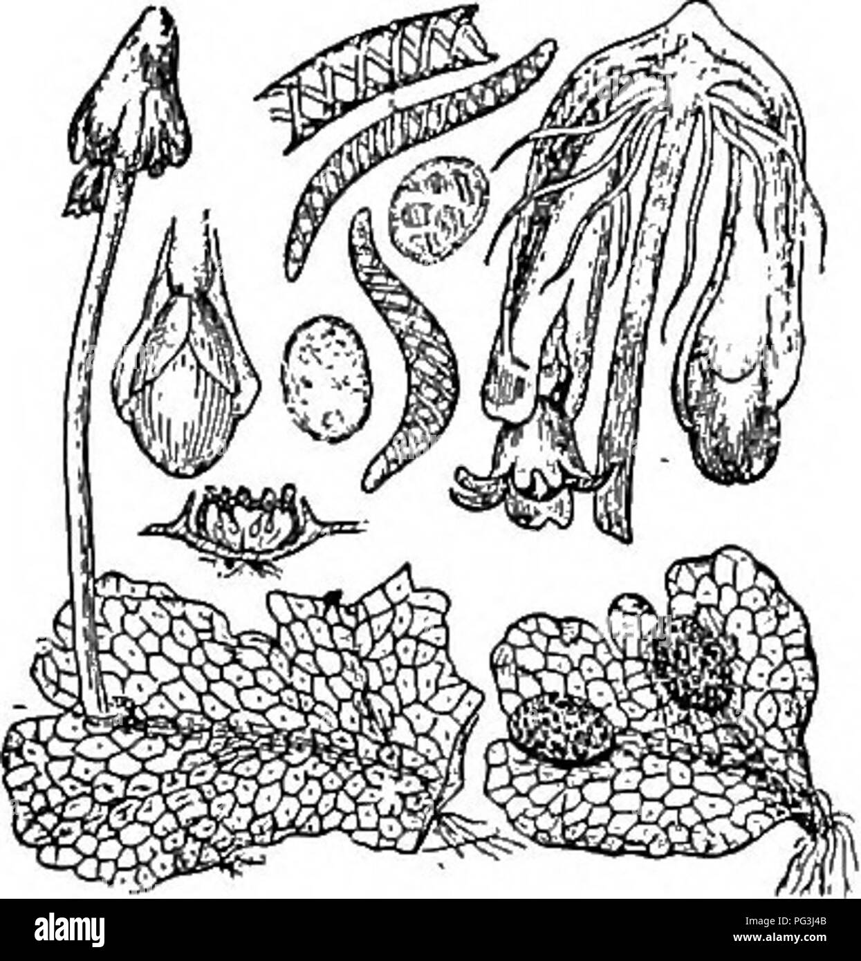 This image from *Mosses with a Hand-Lens* presents a detailed guide to ...