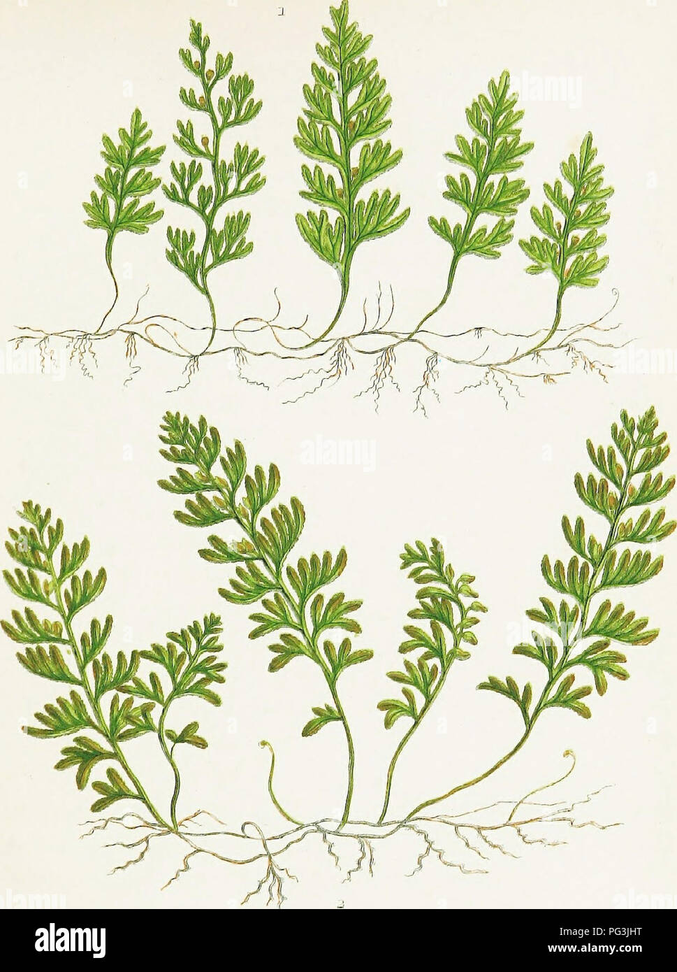 This guide provides detailed descriptions of ferns and their allies in ...