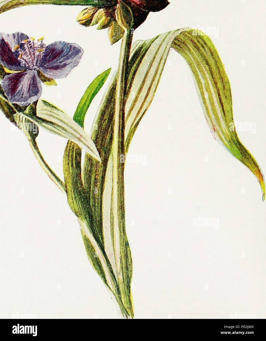 A comprehensive guide to common garden flowers, featuring various ...