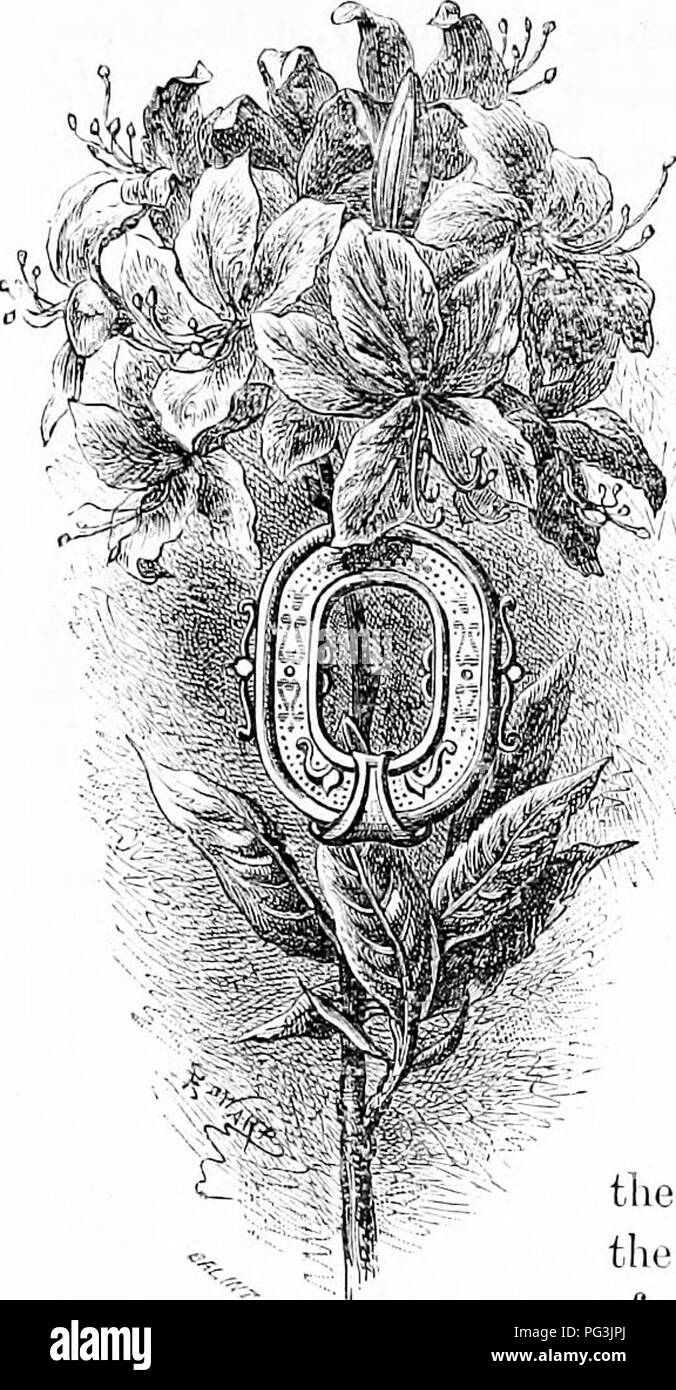 Liad hi-res stock photography and images - Alamy