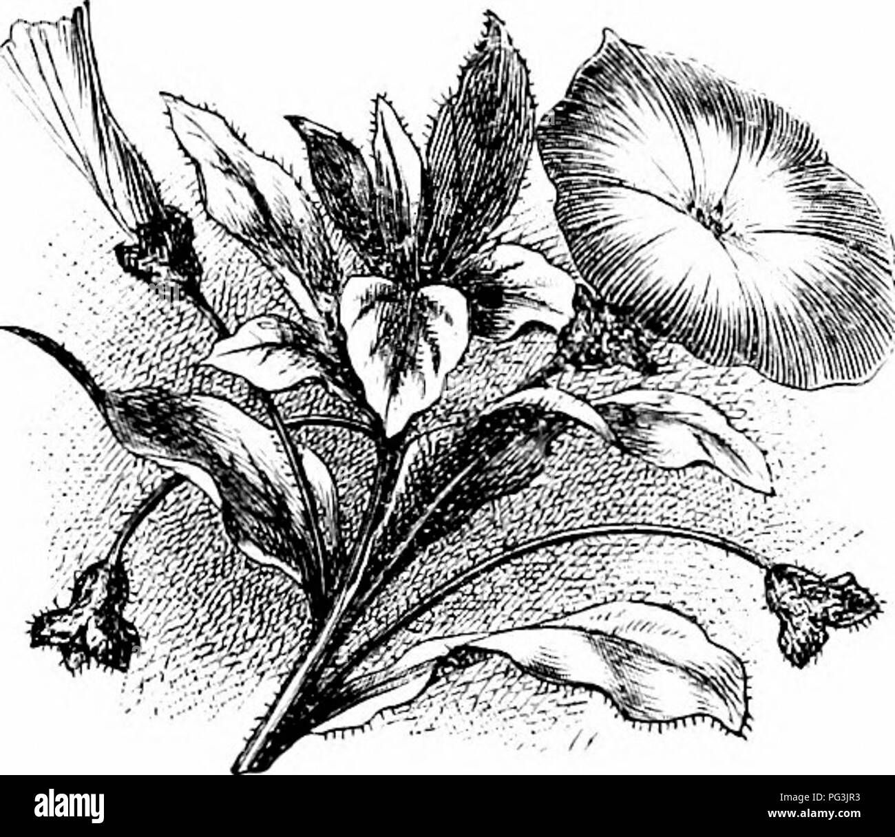 This description highlights the beauty and structural features of ...