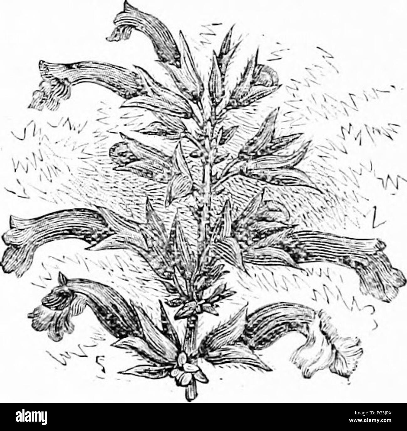 Weak plants Black and White Stock Photos & Images - Alamy