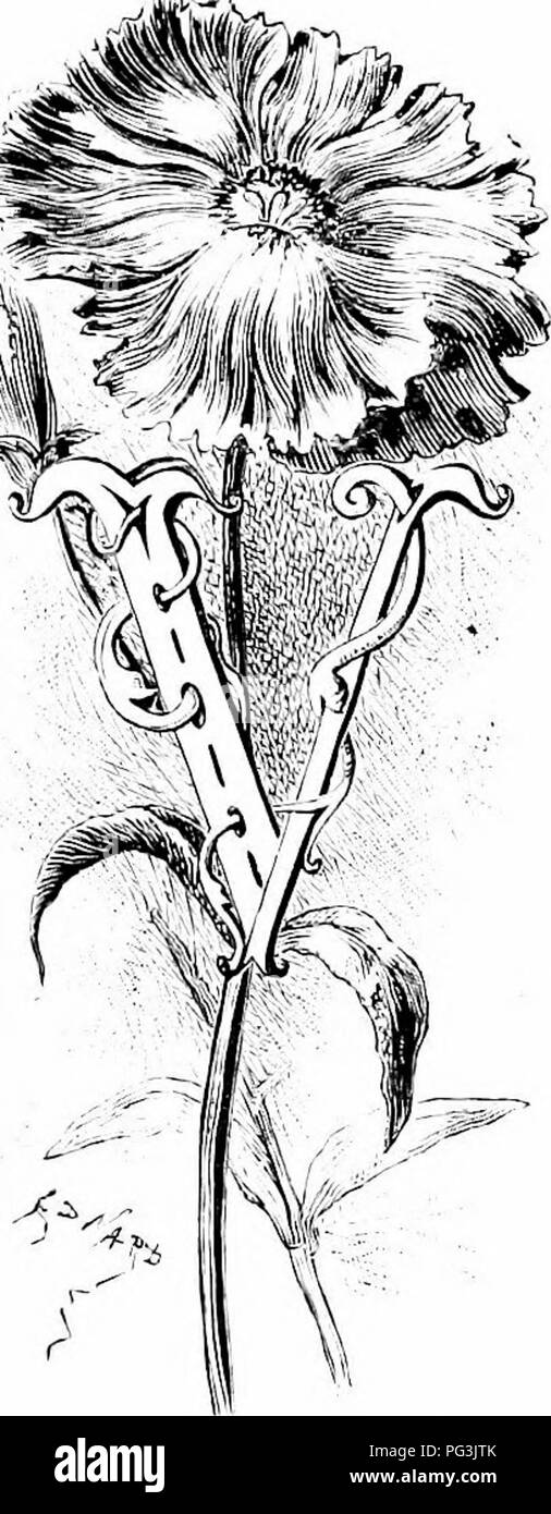 Blooming pink flowers common Black and White Stock Photos & Images - Alamy