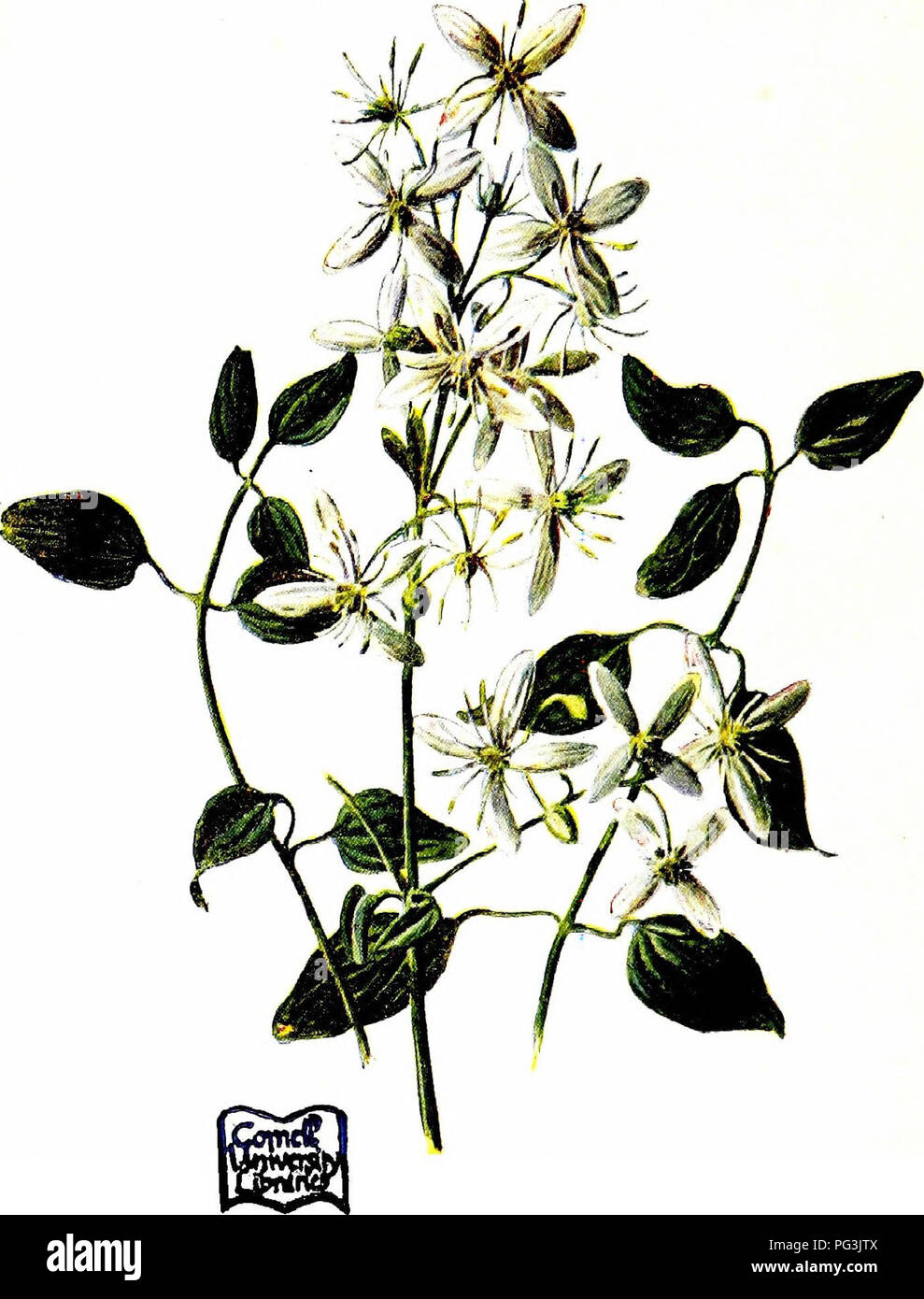 This illustration focuses on the Sweet Clematis, a popular ornamental ...