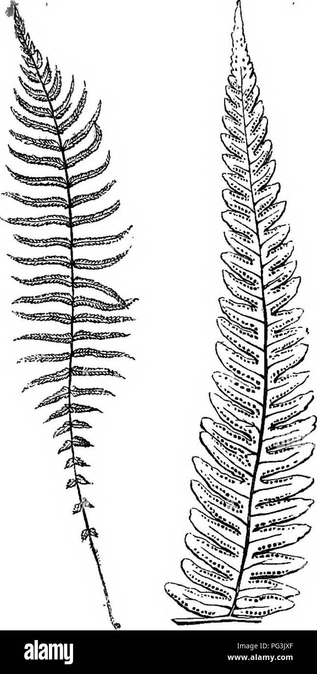 . The ferns of Great Britain, and their allies the club-mosses ...