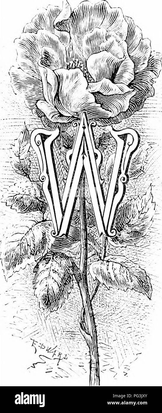 The York and Lancaster rose, a classic symbol of English horticulture ...