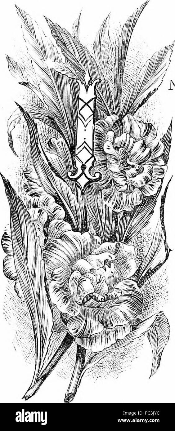 Featuring vibrant colors of red Black and White Stock Photos & Images ...