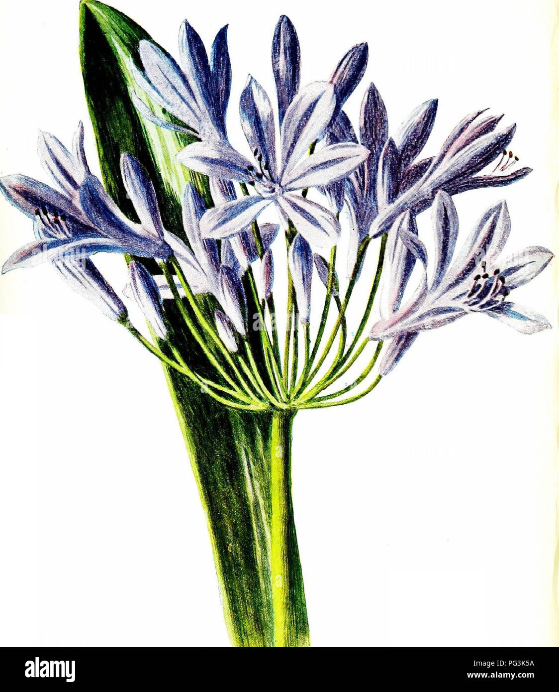 This book provides an overview of common garden flowers, including ...