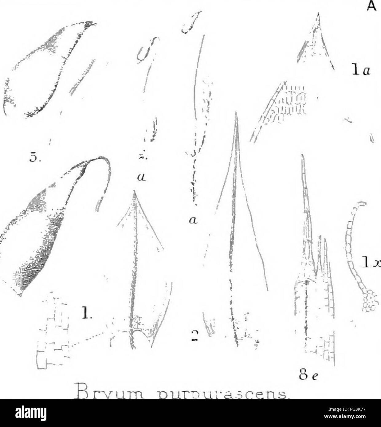 This work provides a comprehensive guide to British moss species ...