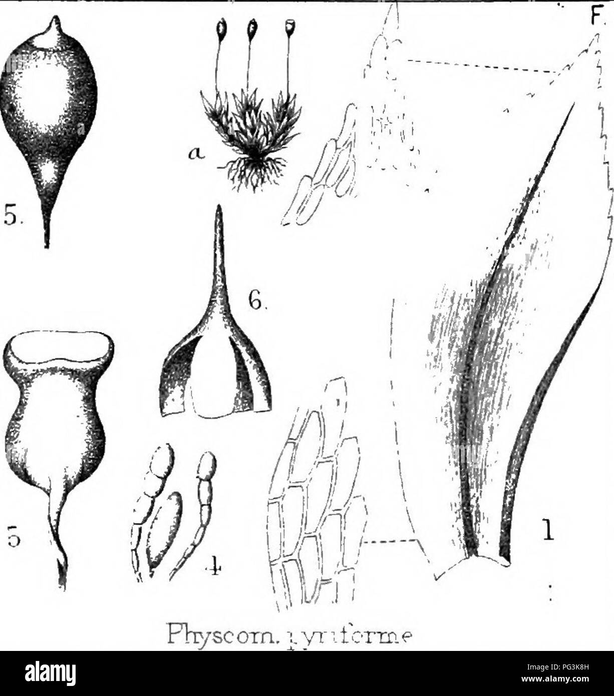 This work provides a detailed catalog of British moss species ...