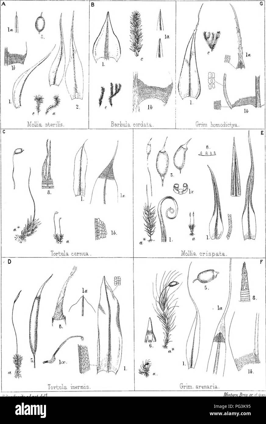 This work by Robert Braithwaite offers a comprehensive account of ...