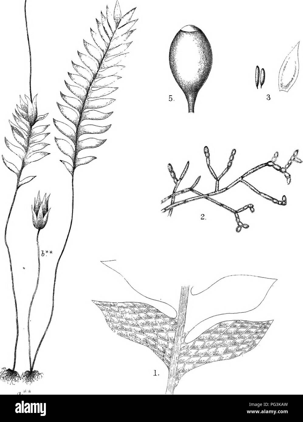 Moss species identification Black and White Stock Photos & Images - Alamy