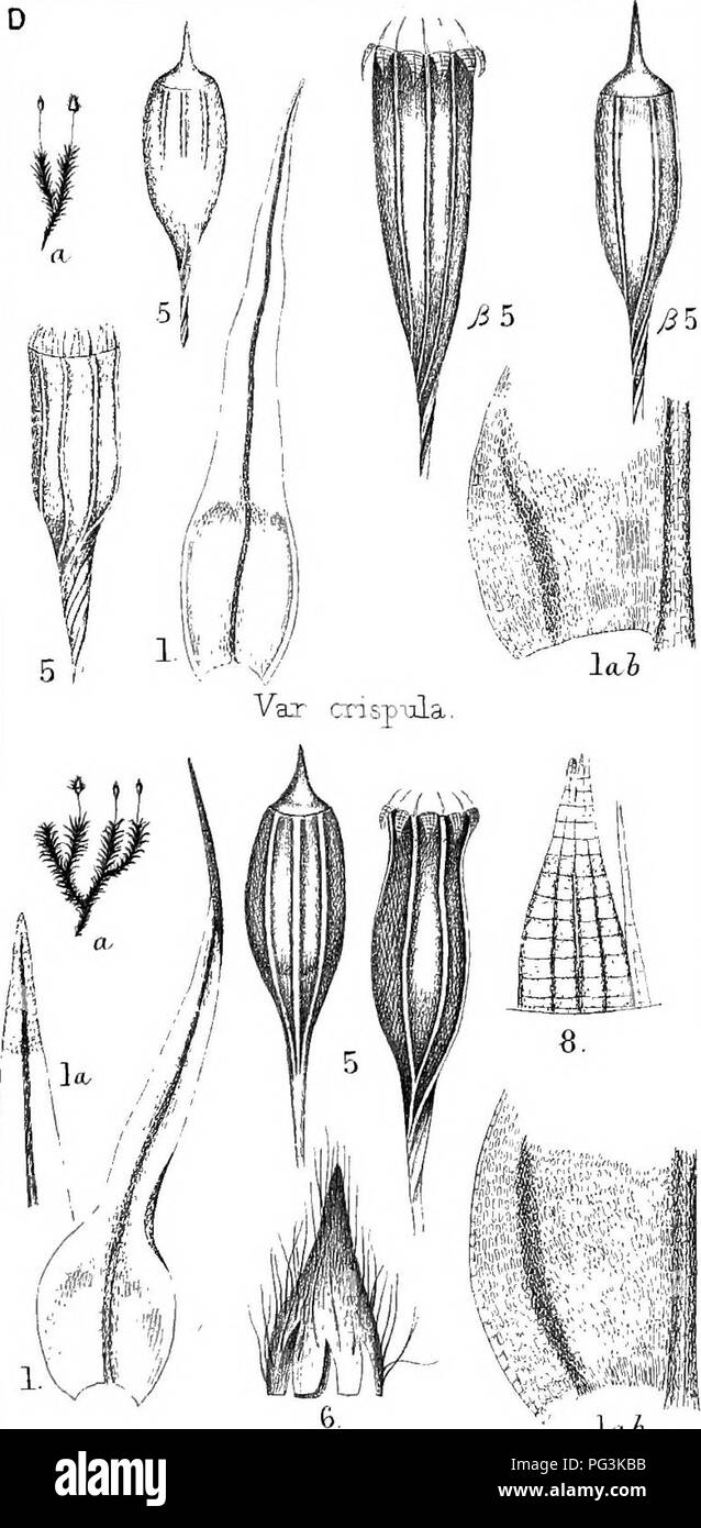 British mosses Black and White Stock Photos & Images - Alamy