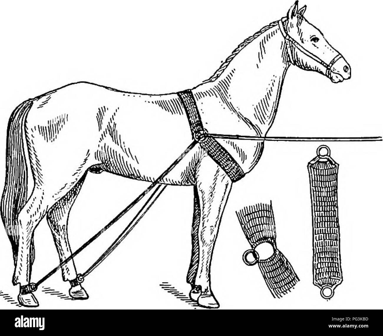 . The horse in health and disease : a text-book pertaining to ...