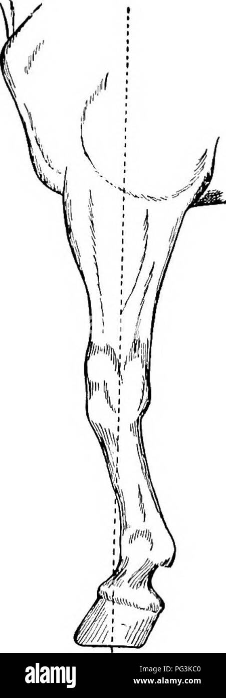 . The horse in health and disease : a text-book pertaining to ...