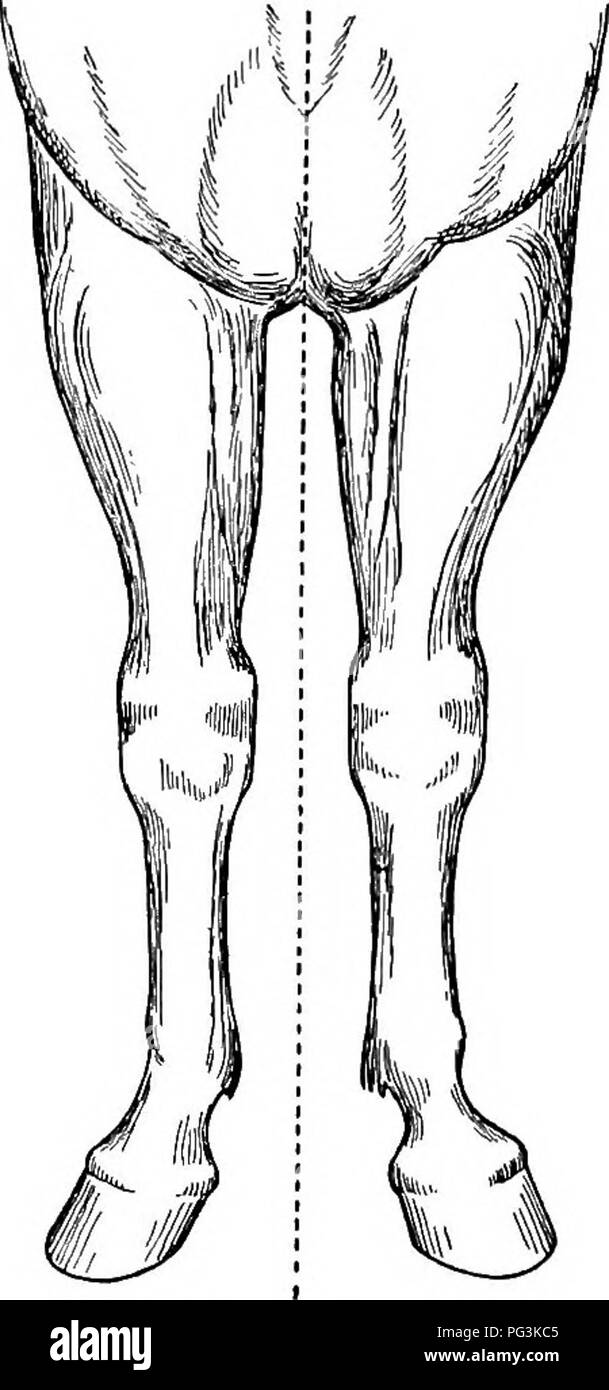 Splay legs hi-res stock photography and images - Alamy