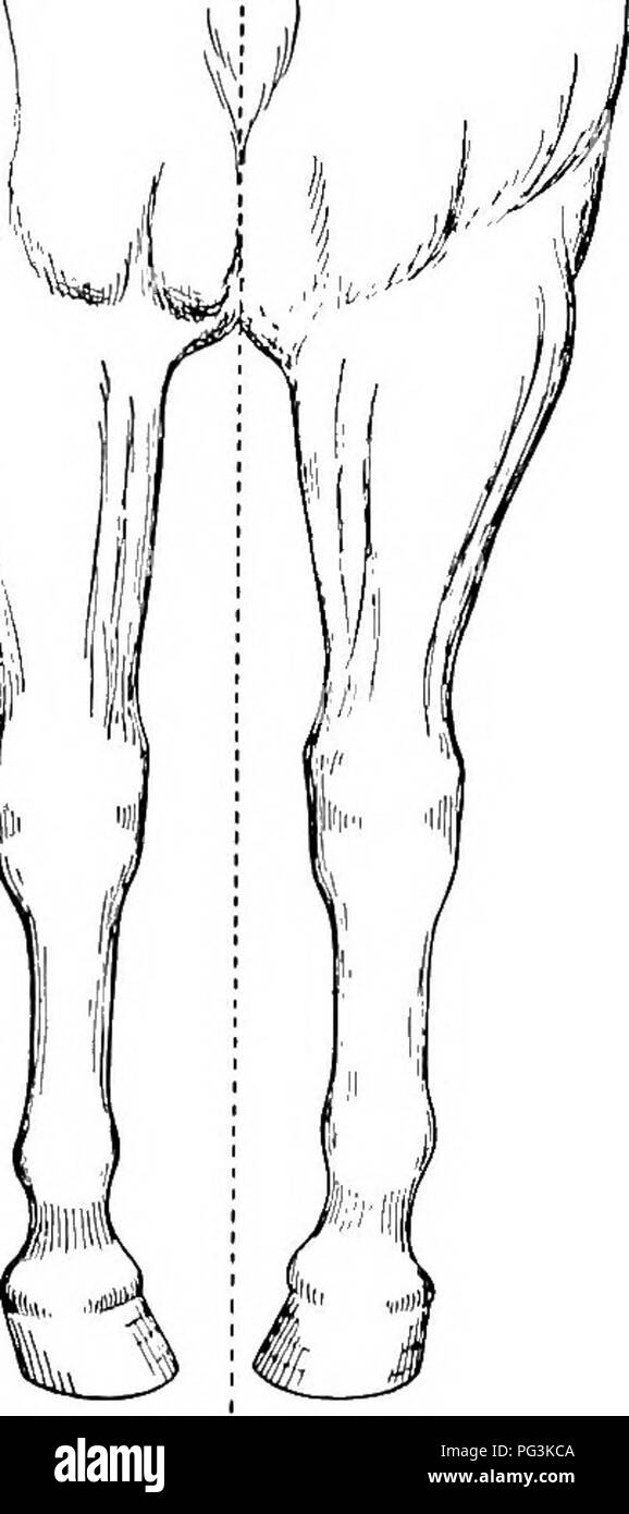 This textbook focuses on equine health, detailing common ailments and ...