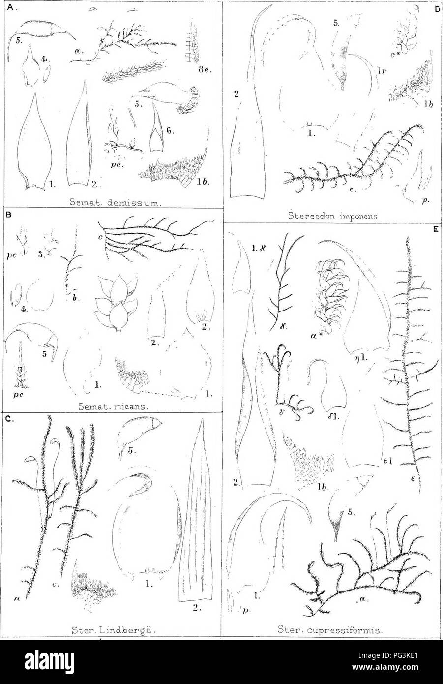 A detailed study of British moss flora, focusing on the variety and ...