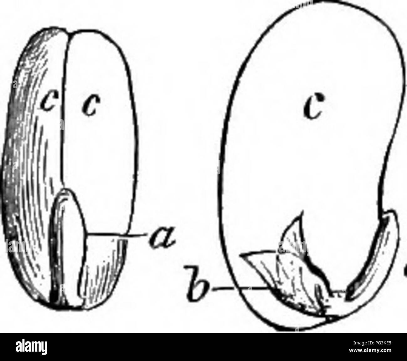 Radish Seed Structure
