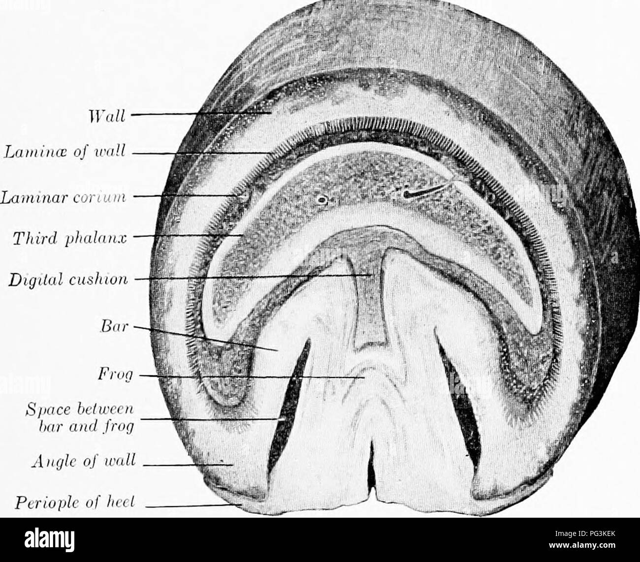 Horse Fetlock Black and White Stock Photos & Images - Alamy