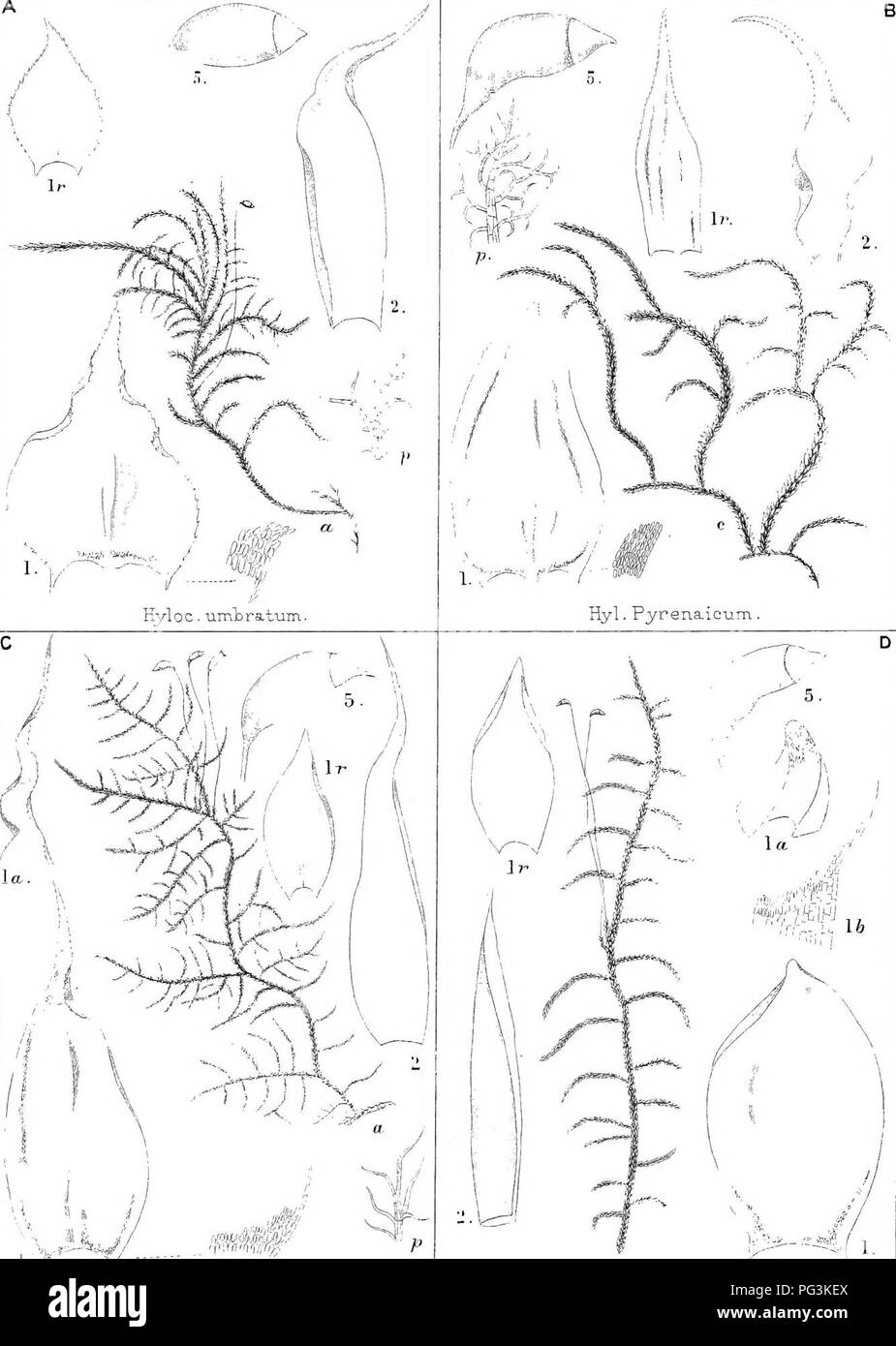 *The British Moss-Flora* provides a detailed study of moss species ...