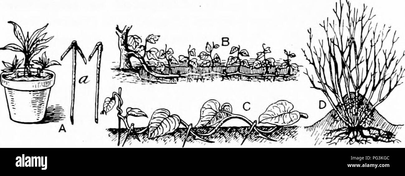 . Plant propagation : greenhouse and nursery practice . Plant ...