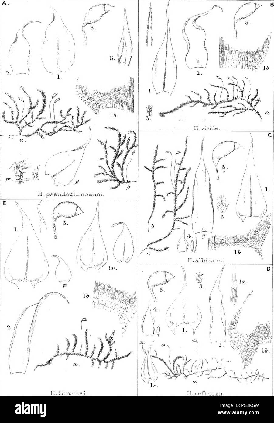 *The British Moss-Flora* by Robert Braithwaite presents an extensive ...