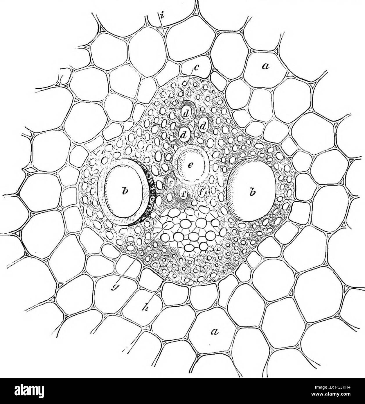 Cross section stem of vascular plants hi-res stock photography and ...