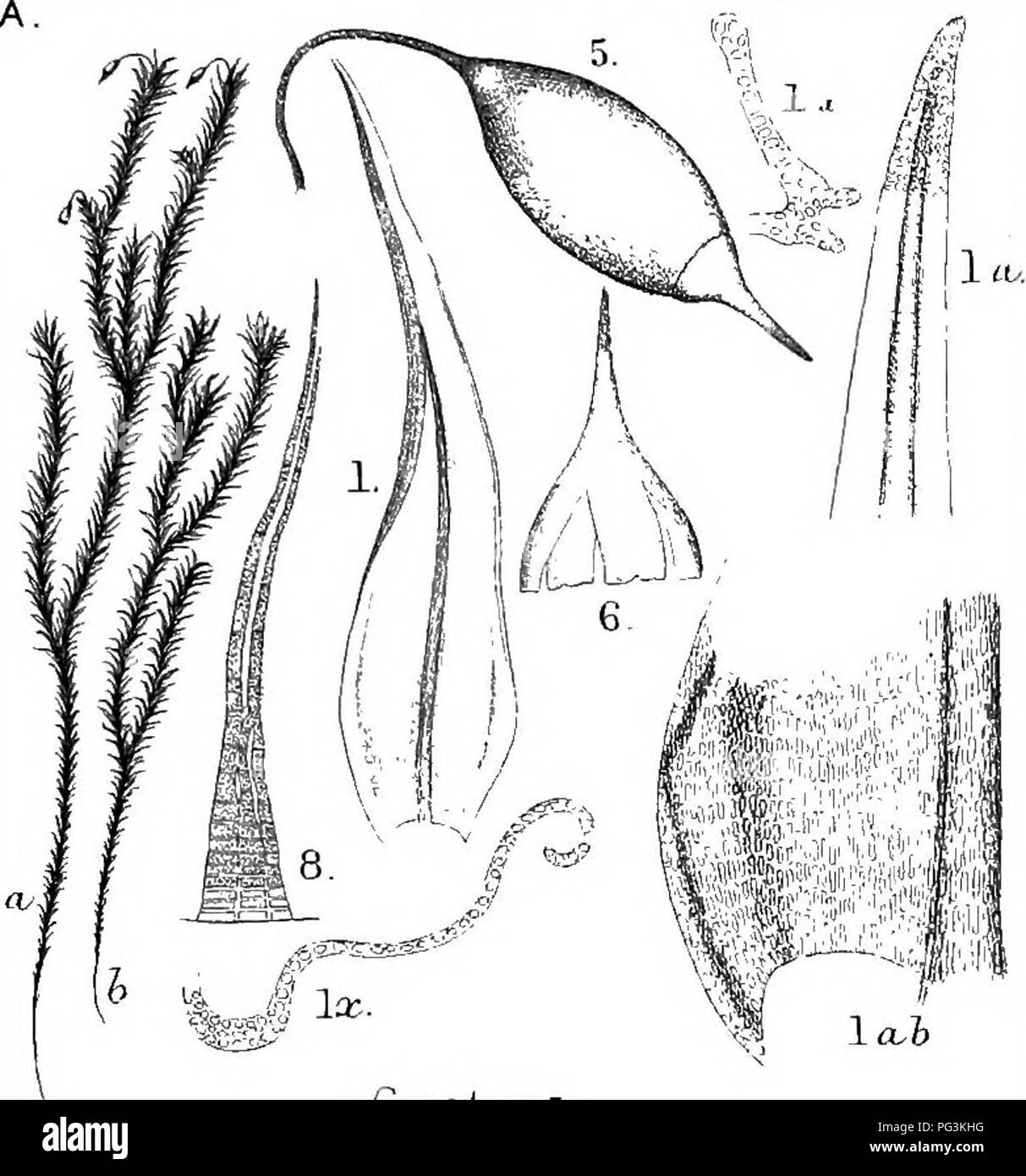 Moss species identification Black and White Stock Photos & Images - Alamy