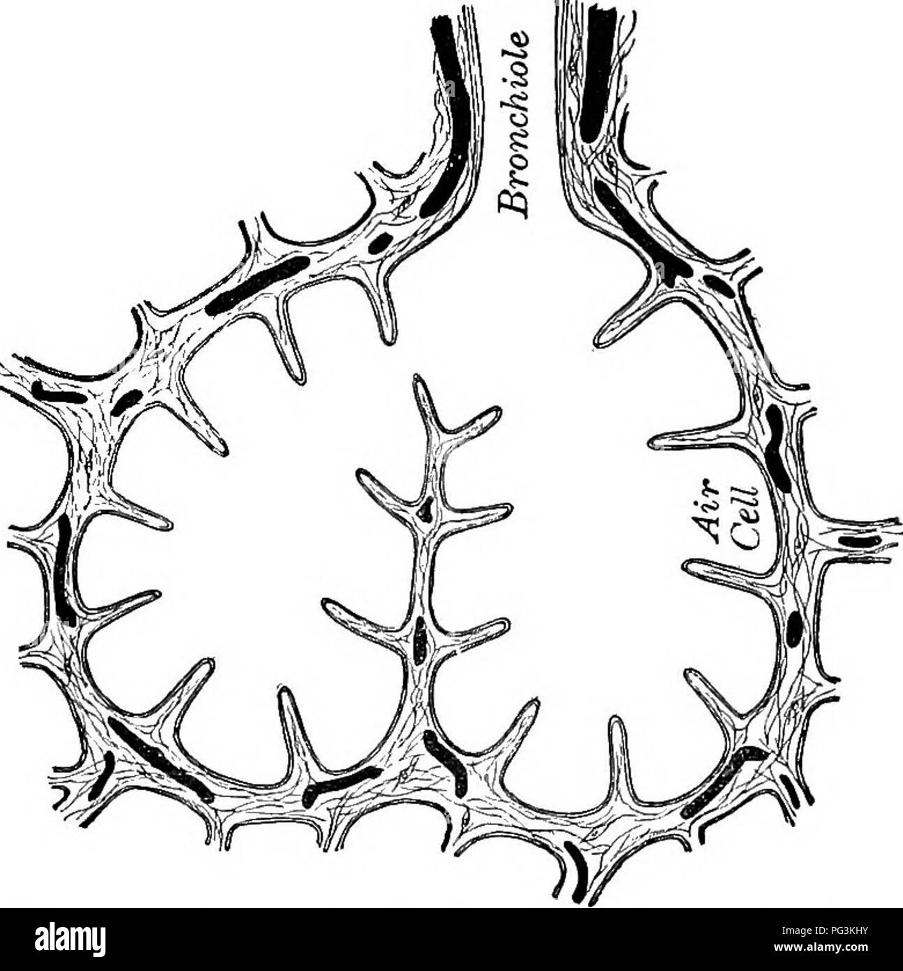 Horse respiratory system Black and White Stock Photos & Images - Alamy