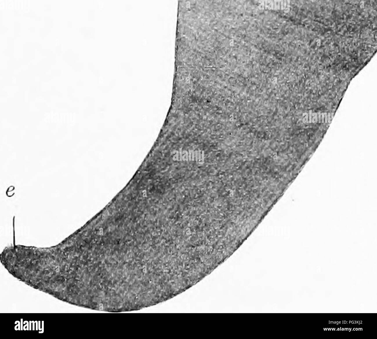 This veterinary textbook, focusing on the health and disease of horses ...