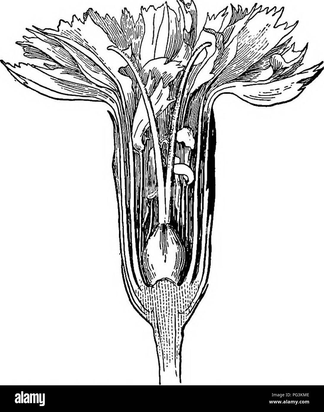 Carnation types hi-res stock photography and images - Alamy
