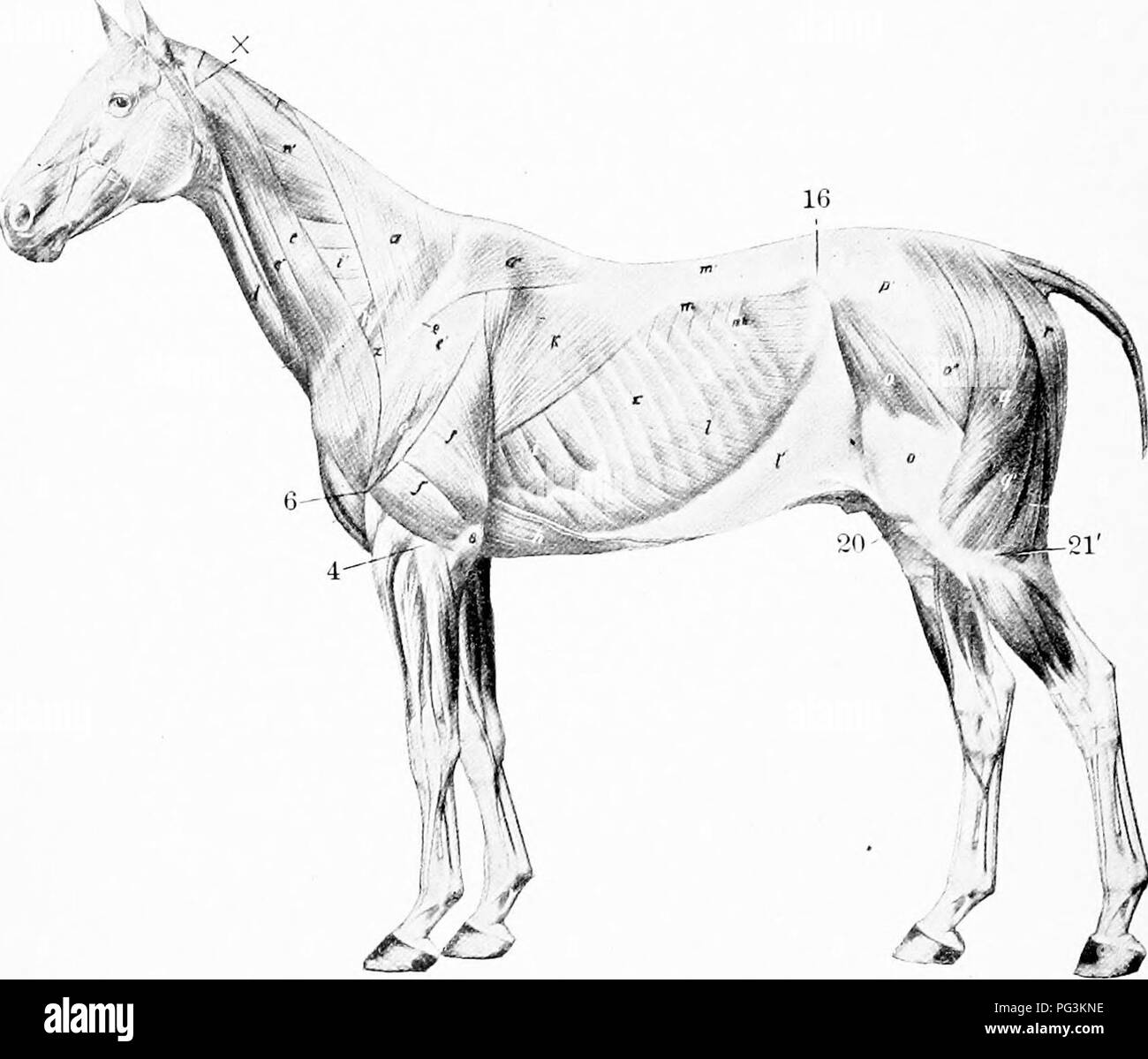 This veterinary textbook explores the muscular system of horses, with a ...