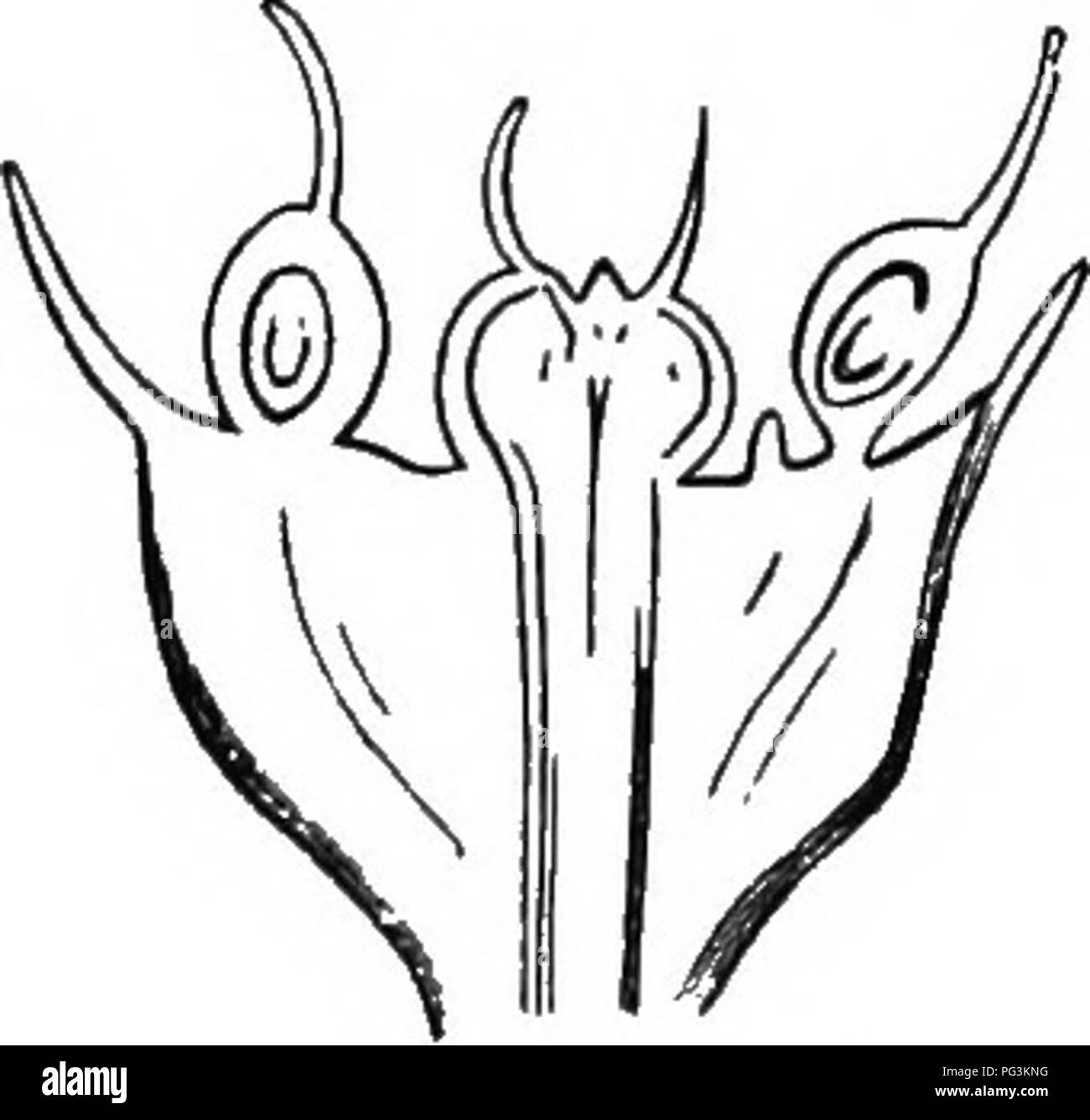 Rose Sepal Black and White Stock Photos & Images - Alamy