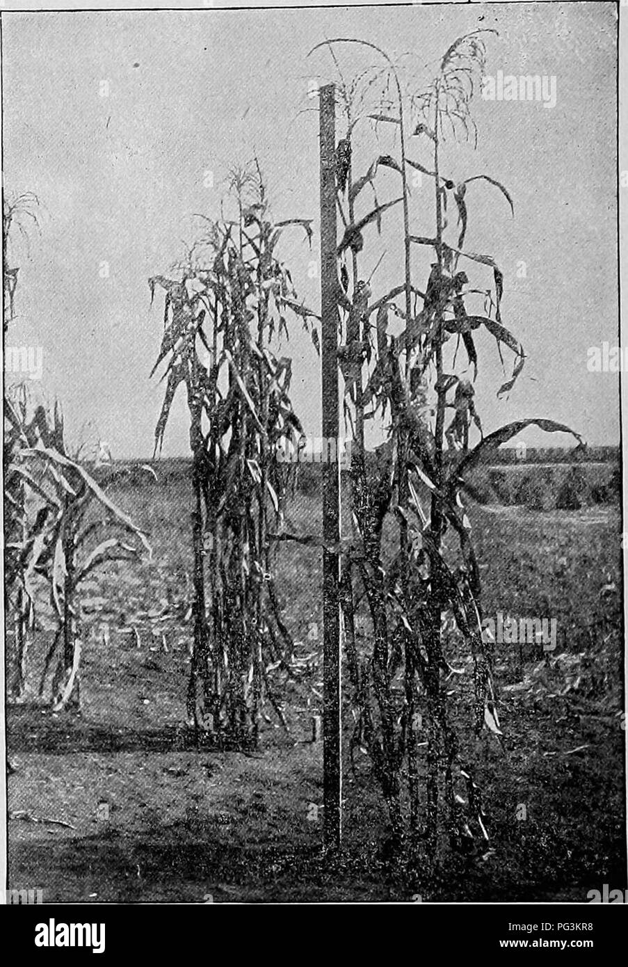 . Soiling crops and the silo; how to cultivate and harvest the crops ...