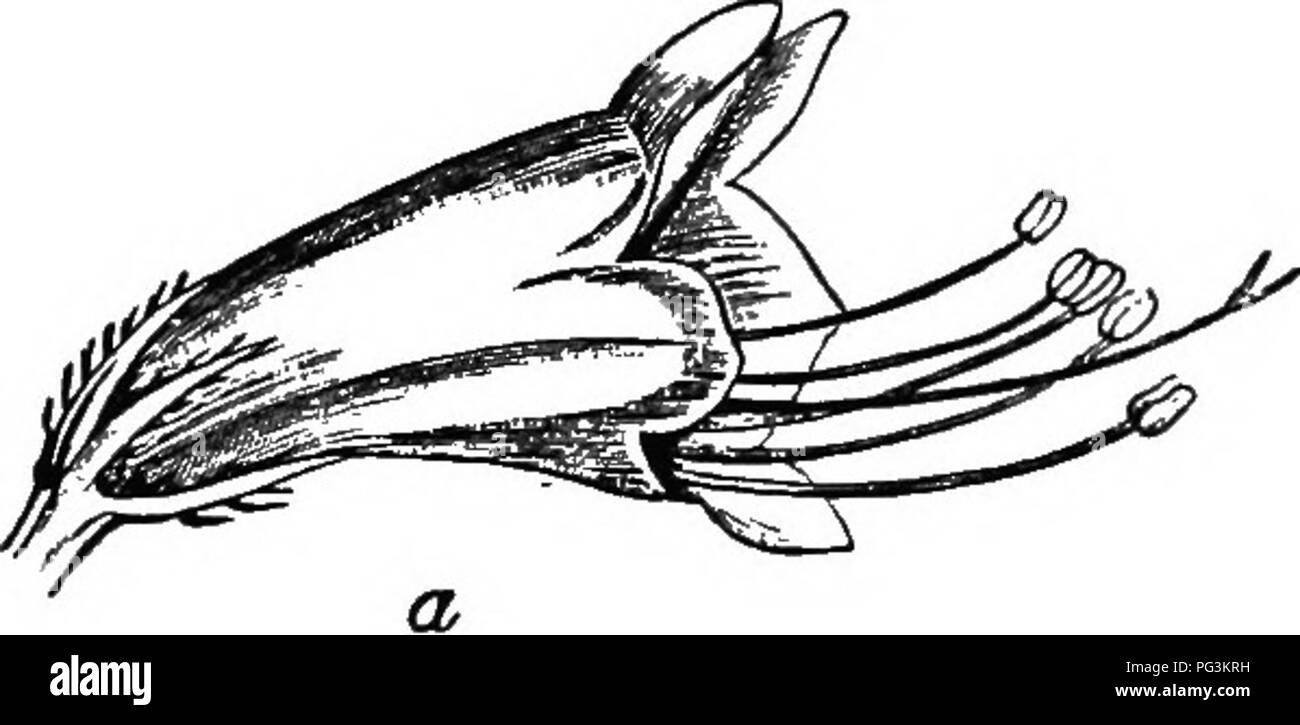 This image illustrates the structural development of flowers, focusing ...