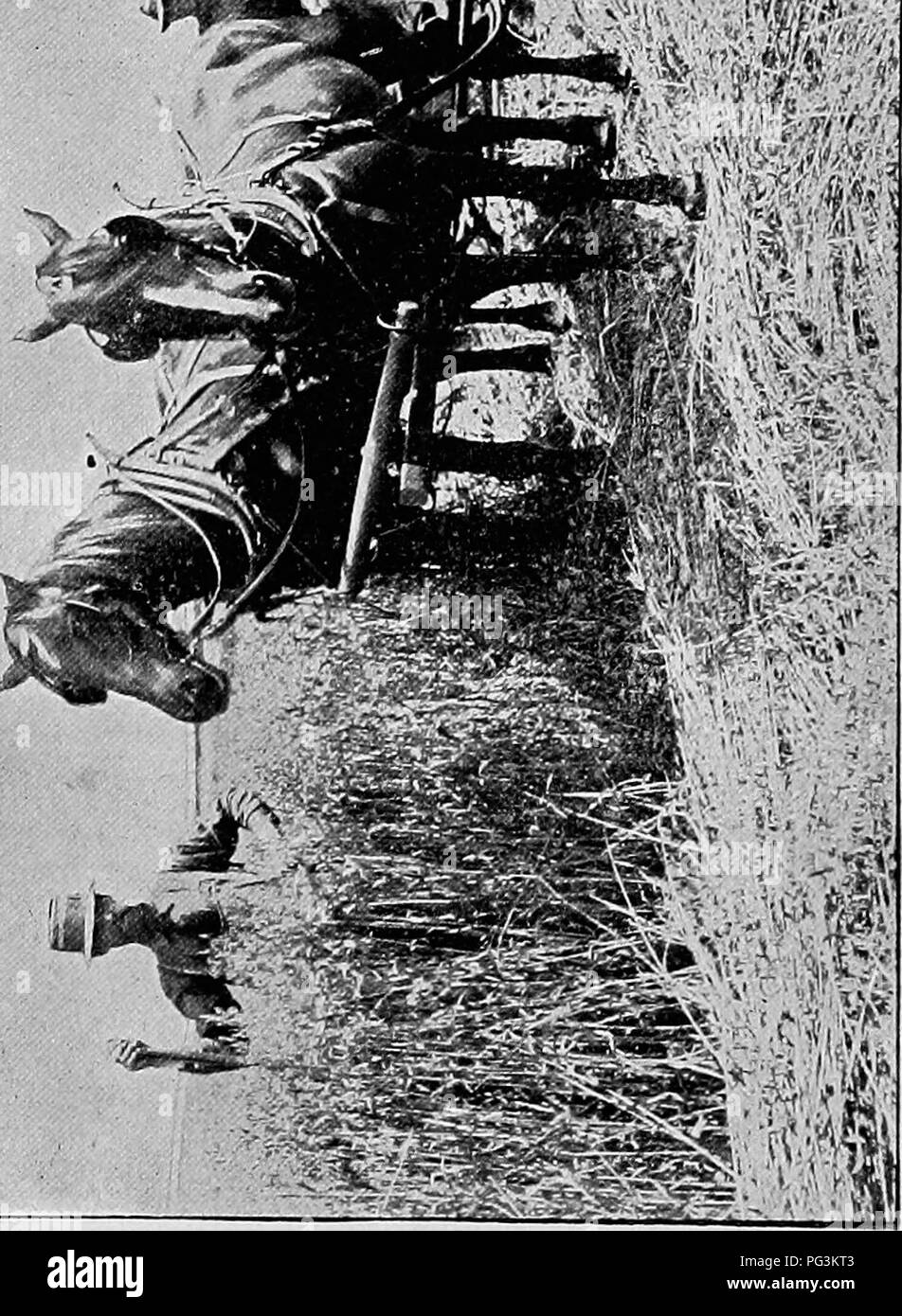 This work focuses on the cultivation of soiling crops and the proper ...