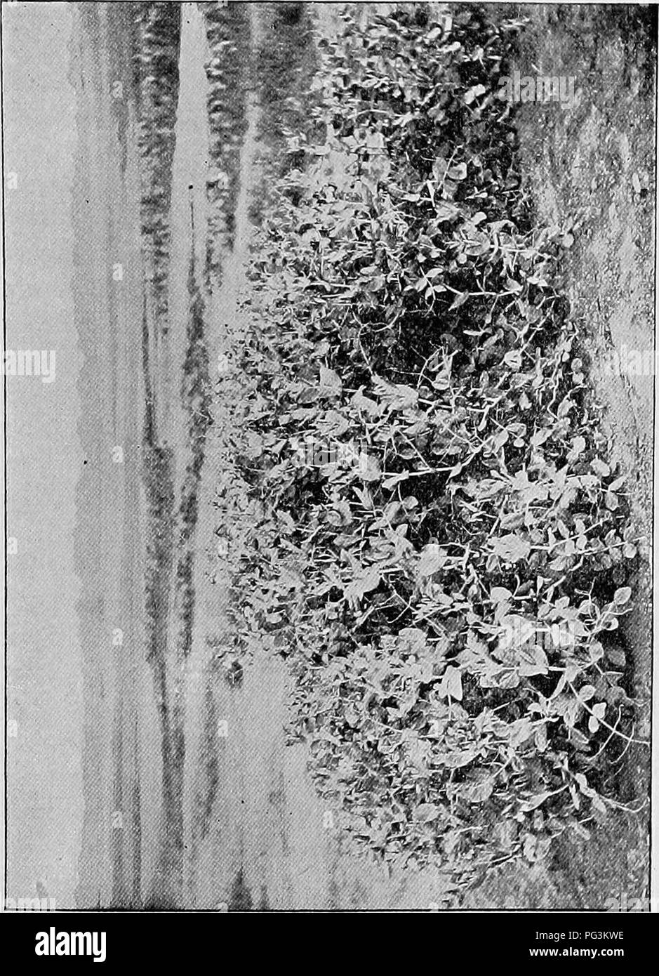 This guide covers the cultivation of soiling crops, the process of ...